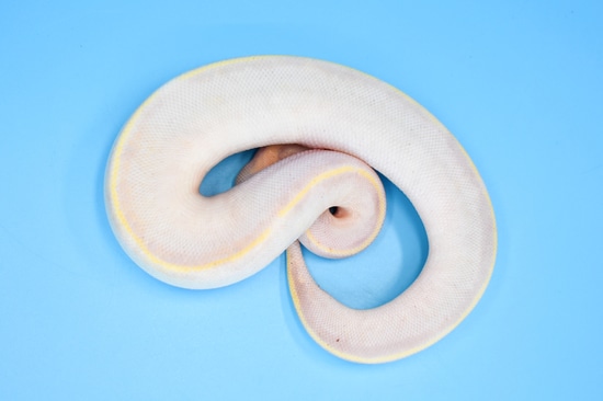 Ivory Pastel Phenomenon *Partho Clutch* (Hatchling) Ball Python by Rhac N Roll