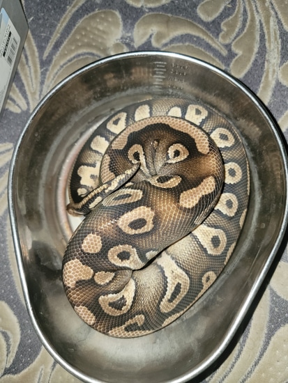 Pastel Mojave POS. HRA Ball Python by Whiskey Balls