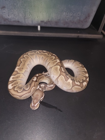 Bamboo Ball Python by Whiskey Balls