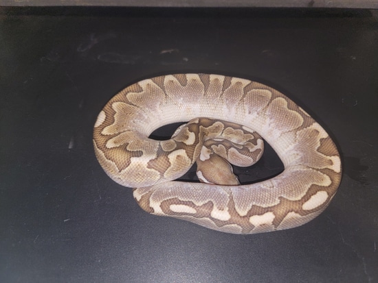 Bamboo Ball Python by Whiskey Balls