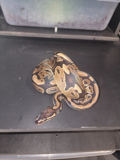 Normal Ball Python by Whiskey Balls