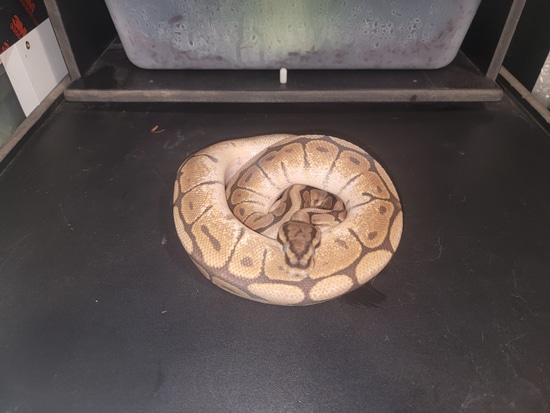 Mojave Spider Ball Python by Whiskey Balls