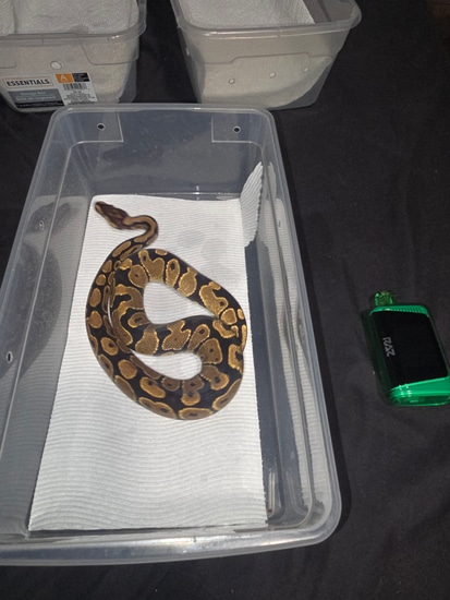 Normal Ball Python by Whiskey Balls