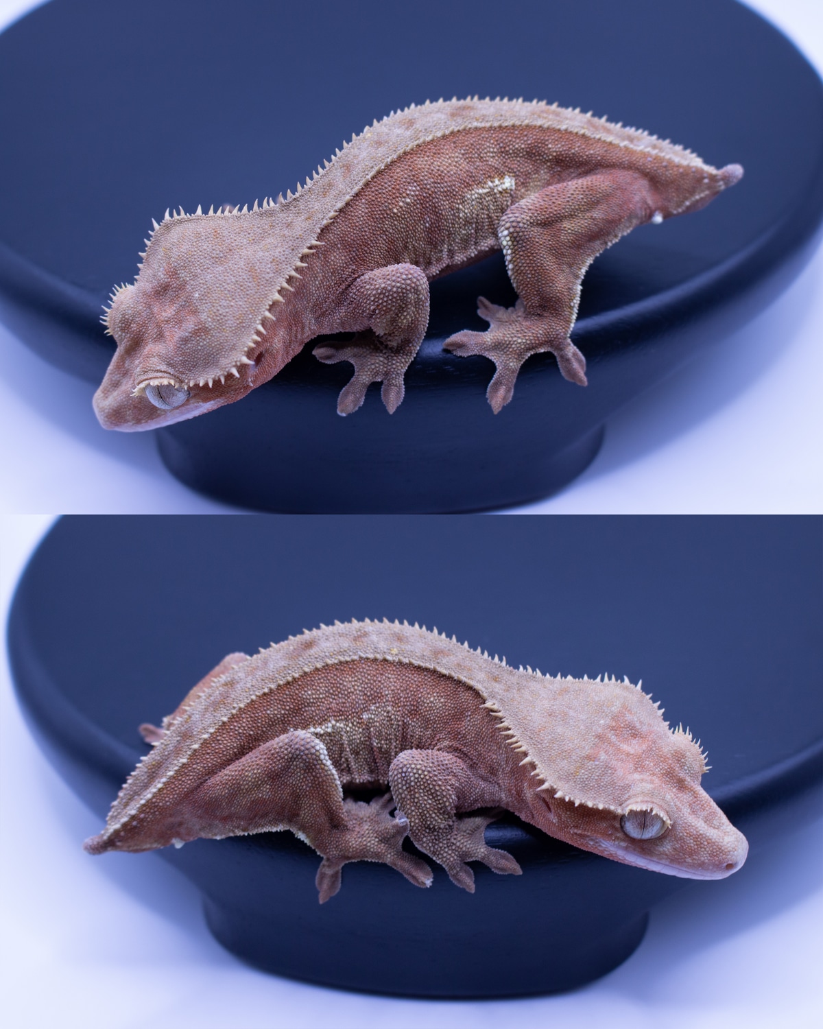 Red Phantom Pinstripe Crested Gecko by Wraith Reptiles Inc. - MorphMarket