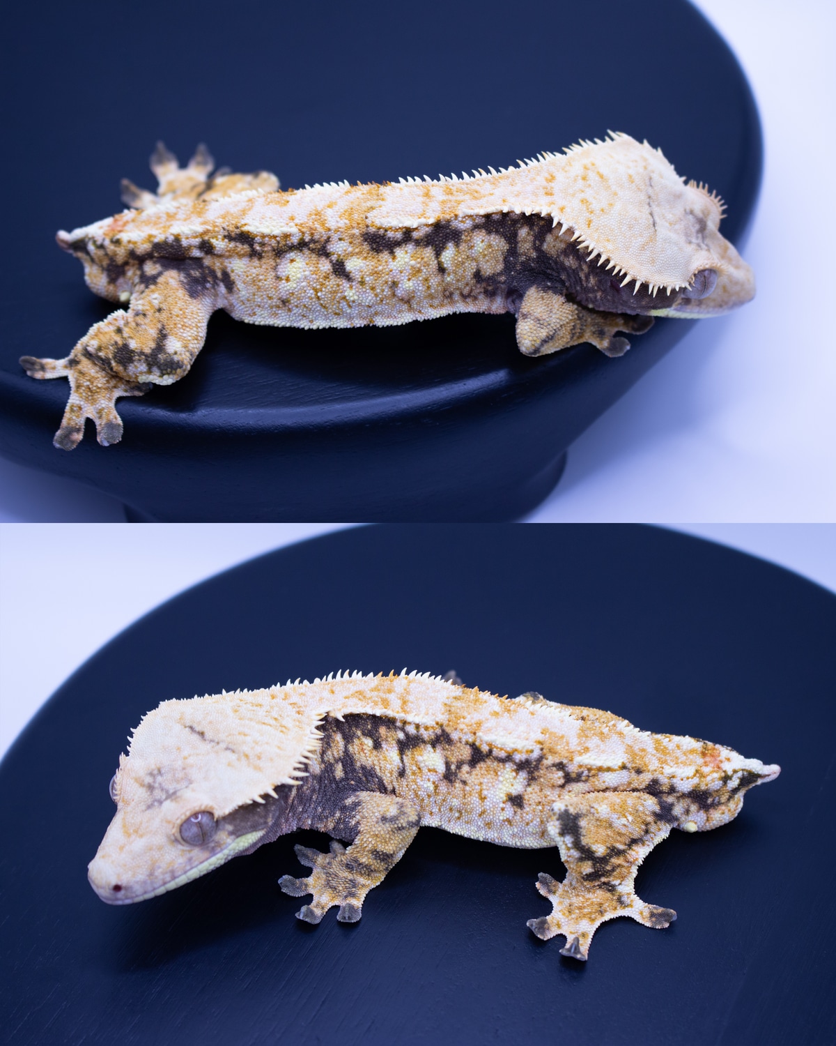 White Spot Tri Color RTB Crested Gecko by Wraith Reptiles Inc ...