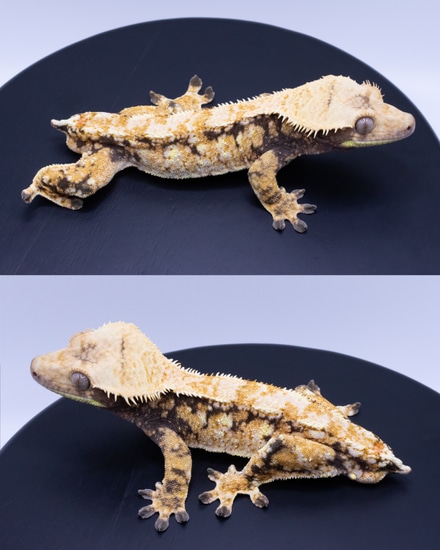 RTB Male From Amazing Lineage! Crested Gecko by Wraith Reptiles Inc.