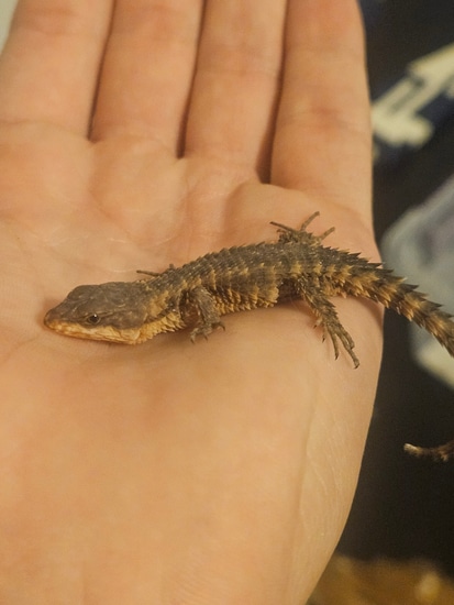 SELF PRODUCED East African Armadillo Girdled Lizard (Aka Dwarf Sungazer ...