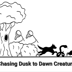 Chasing Dusk to Dawn Creatures - MorphMarket
