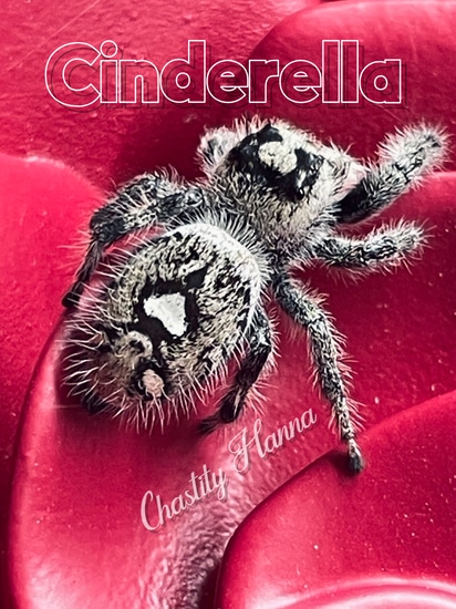 Cinderella Jumping Spider by Wikkid Spood