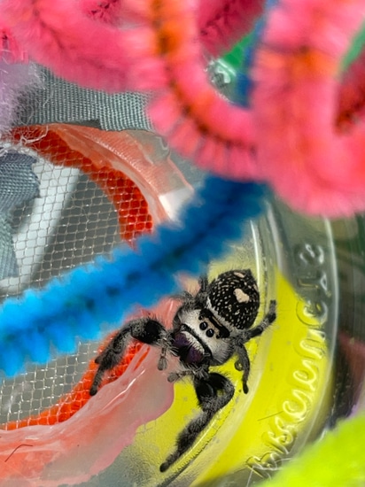 Hopper Jumping Spider by Scorpion Queen