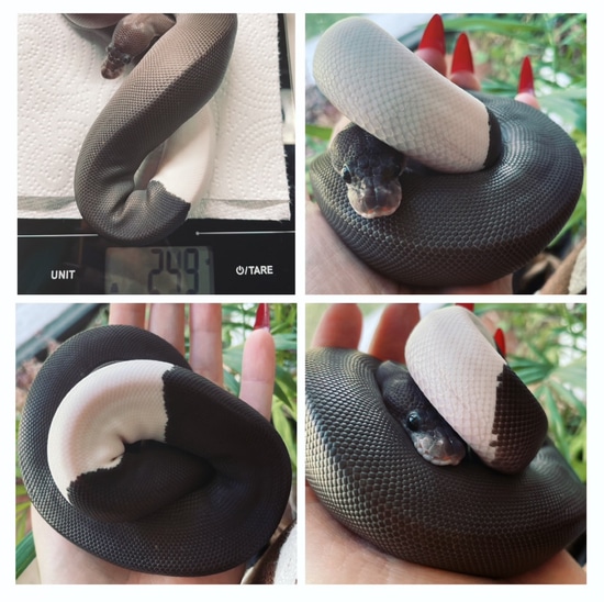 Super Black Pastel Het Piebald Ball Python by Scorpion Queen
