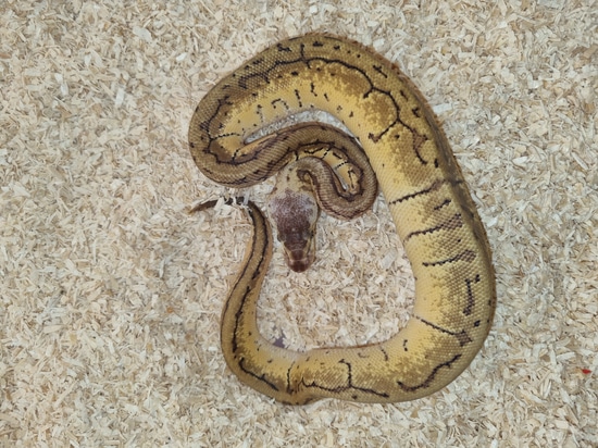 Lemonblast (Poss Yellowbelly) Double Het Desert Ghost/ Pied Ball Python ...