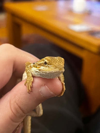 Het Hypo Pos Red Bearded Dragon Central Bearded Dragon by Blue Cobra ...