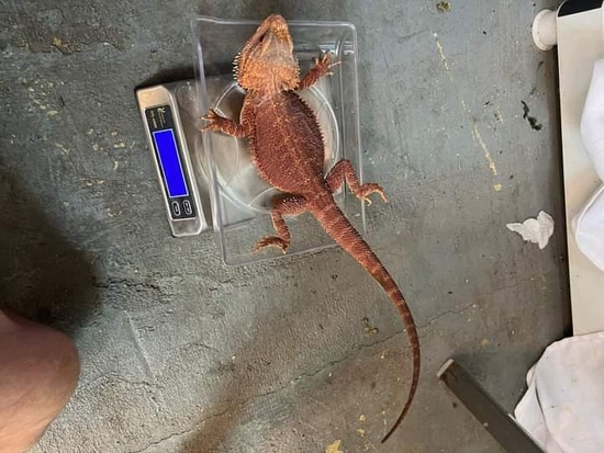 Belgium Import M Central Bearded Dragon by Cheeechs Exotics