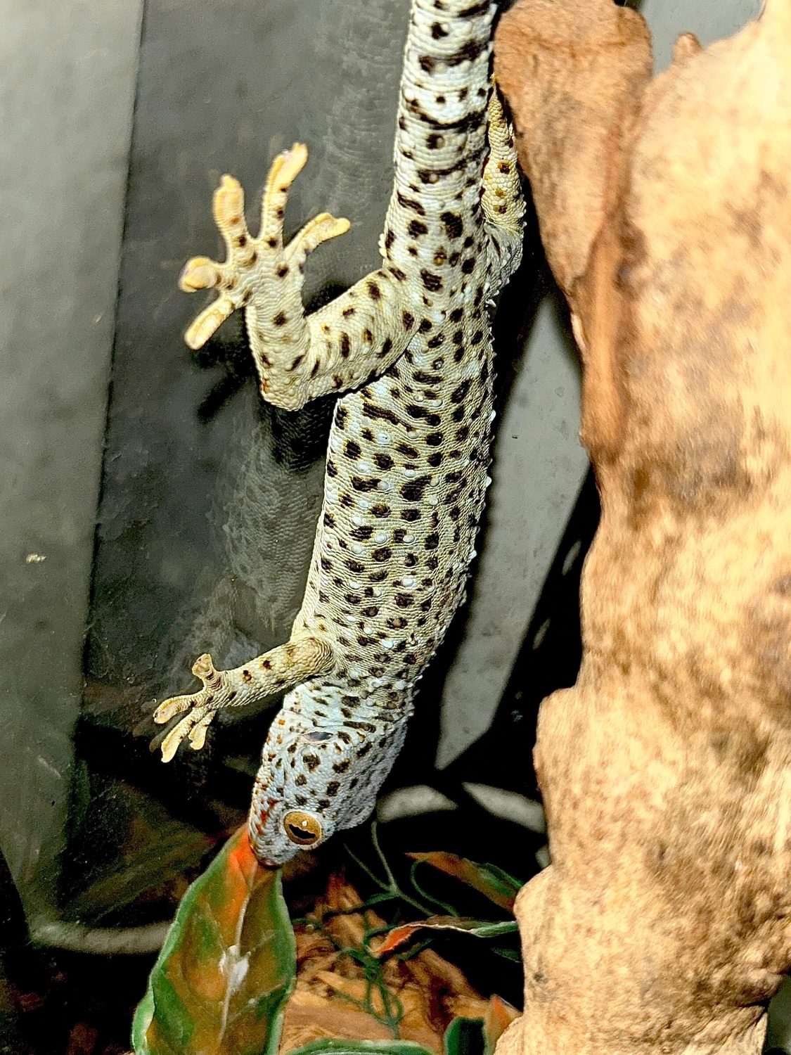 Blue Granite Tokay Gecko by Bledsoe’s Exoticz - MorphMarket