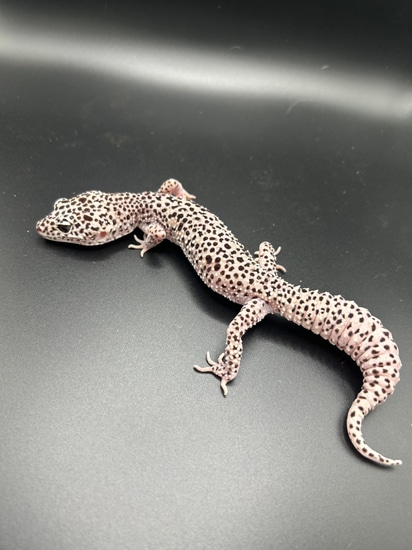 Enigma Super Snow Eclipse Leopard Gecko by Bledsoe’s Exoticz