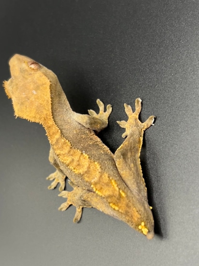Dark Base Flame Tailless Crested Gecko by Bledsoe’s Exoticz