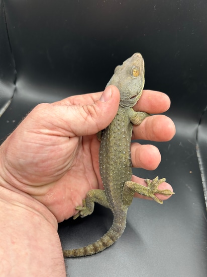 BHG Patternless Tokay Gecko by Bledsoe’s Exoticz