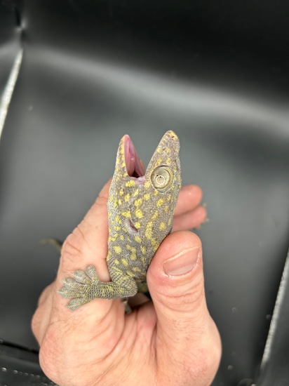 Yellow Spot/Platinum Tokay Gecko by Bledsoe’s Exoticz