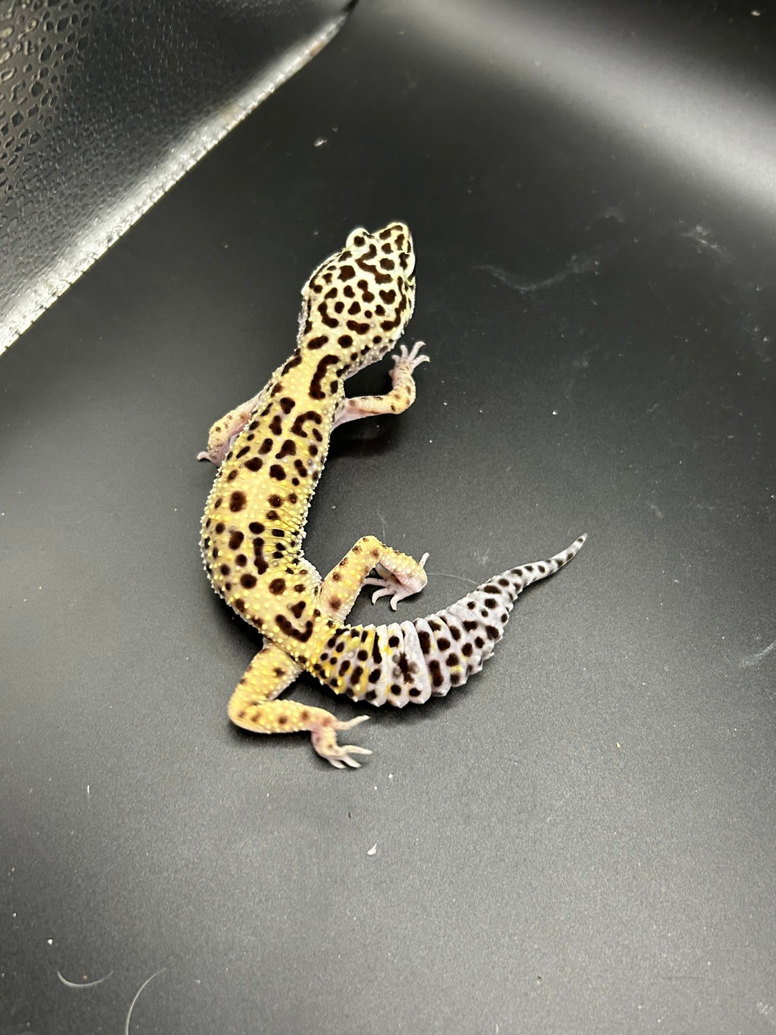 Normal Leopard Gecko by Bledsoe’s Exoticz - MorphMarket