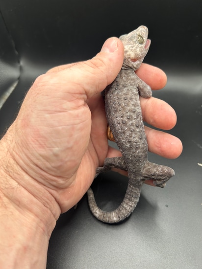 Calico/pied Tokay Gecko by Bledsoe’s Exoticz