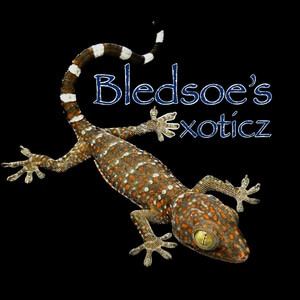 Bledsoe’s Exoticz - MorphMarket