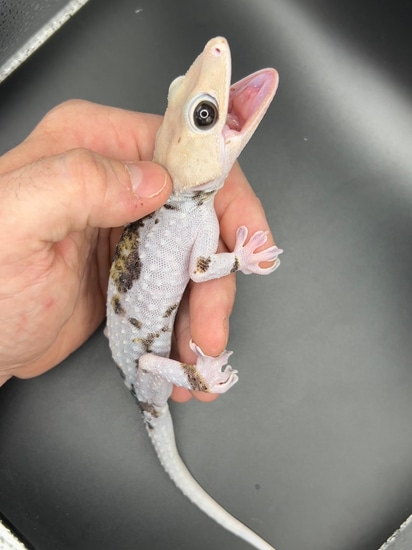 Pied Tokay Gecko by Bledsoe’s Exoticz