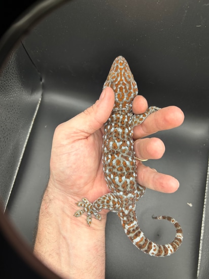 Giant Tokay Tokay Gecko by Bledsoe’s Exoticz