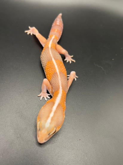 Amel Stripe African Fat-Tailed Gecko by Bledsoe’s Exoticz