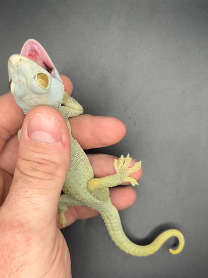 Blue Headed Green Tokay Gecko by Bledsoe’s Exoticz