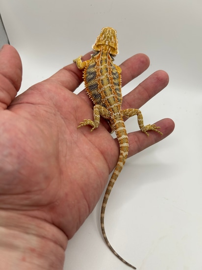 Citrus Hypo Blue Bar Central Bearded Dragon by Bledsoe’s Exoticz