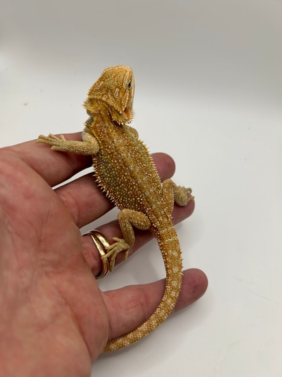 Citrus Hypo Dunner Central Bearded Dragon by Bledsoe’s Exoticz