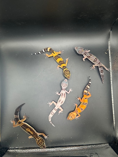 Lot Of 5 High End Geckos Leopard Gecko by Bledsoe’s Exoticz