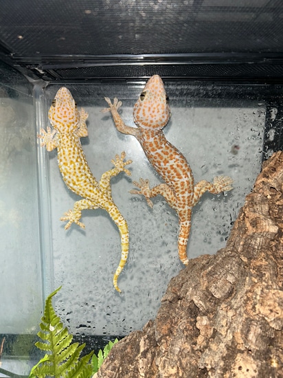 Albino Pair 1.1 Tokay Gecko by Bledsoe’s Exoticz