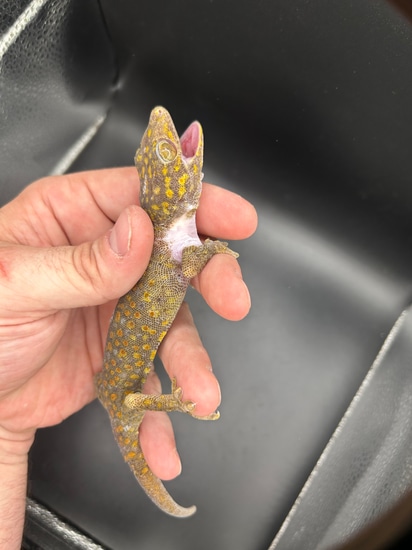 Platinum Calico/Pied Tokay Gecko by Bledsoe’s Exoticz