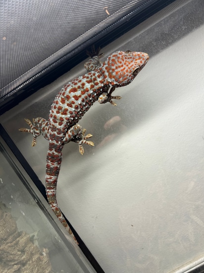 Giant Bold Stripe Paradox Tokay Gecko by Bledsoe’s Exoticz