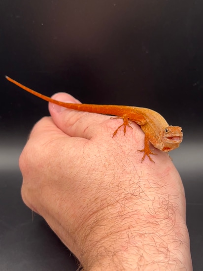 Cherry Red Brown Anole by Bledsoe’s Exoticz