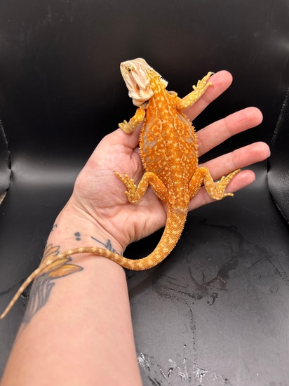 Red Hypo Blue Bar Dunner Leatherback Central Bearded Dragon by Bledsoe ...