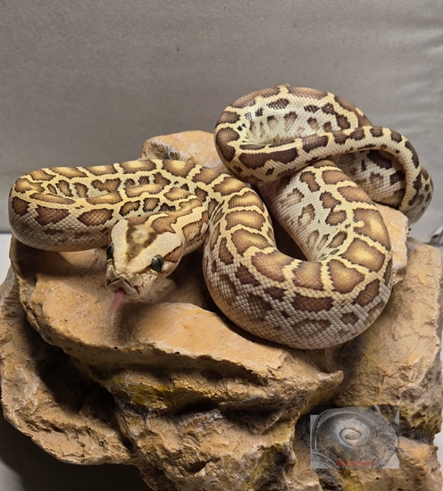 Hypo 100% Het Green 100% Het Granite 100% Het Albino Burmese Python by ...
