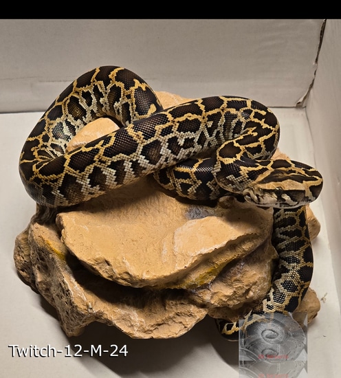 Normal 100% Het Green 100% Het Granite 100% Het Albino Burmese Python ...