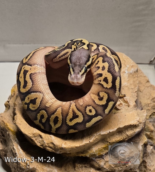 Mojave Super Pastel Ball Python by ZK Serpents