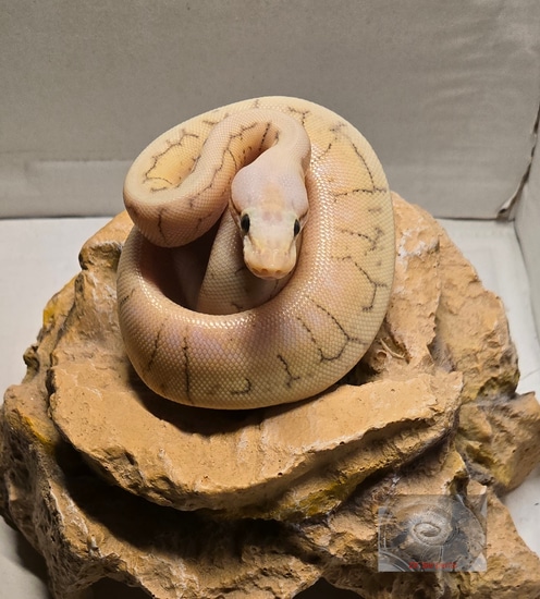 Super Pastel Pinstripe Spider 100% Het VPI Axanthic Ball Python by ZK ...
