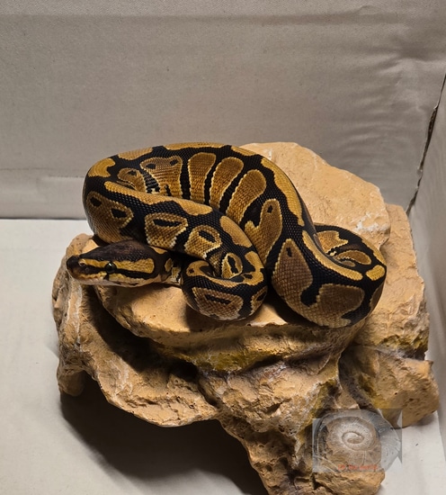Specter Ball Python by ZK Serpents