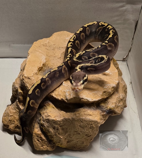 Pastel Mojave GHI Ball Python by ZK Serpents