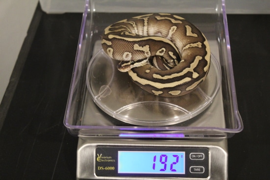 Leopard Confusion Mojave Het Clown Ball Python by TC Constrictors