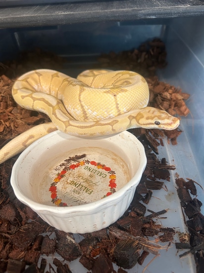 Orange Dream Banana Spider Ball Python by TC Constrictors