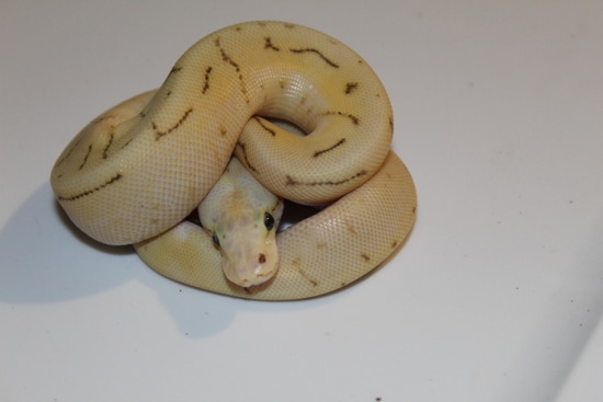 Super Pastel Calico Pinstripe Spider Ball Python by TC Constrictors