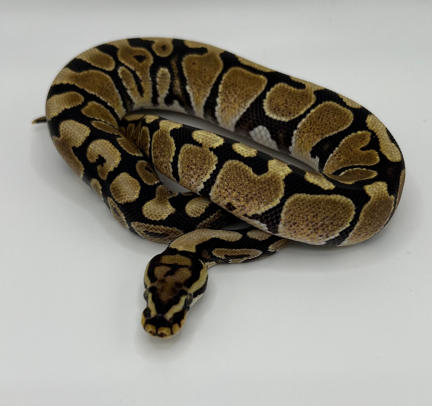 Spotnose Het VPI Axanthic Ball Python by CheezyBoyzFeeders - MorphMarket