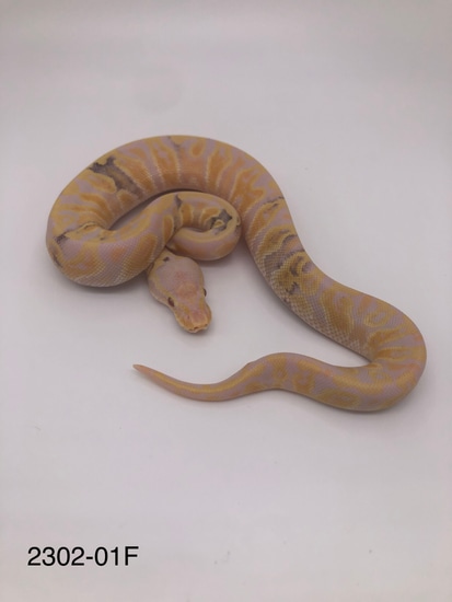 Toffino GHI Pastel Pos Chocolate Paradox Ball Python by CheezyBoyzFeeders
