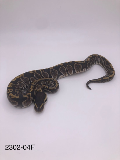 GHI Pos Chocolate Het Toffino Ball Python by CheezyBoyzFeeders